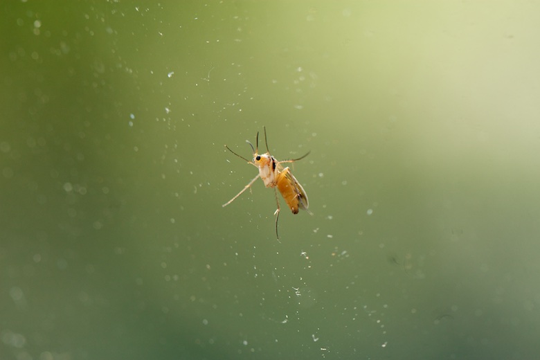 Seasonality of Jojoba Oil - Relief for Mosquito Bites & More